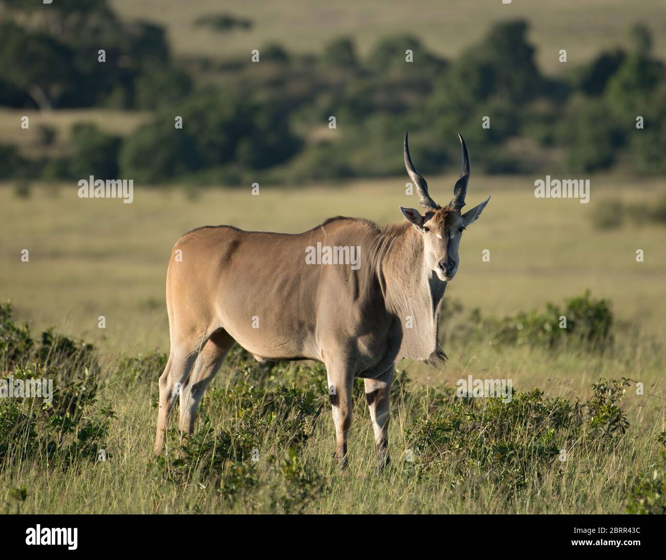 Elaine bull in Kenya Stock Photo - Alamy