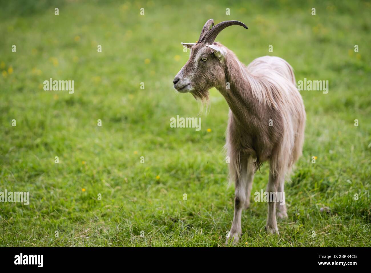 Goat standing on a grassy pasture on the farm in England Stock Photo ...