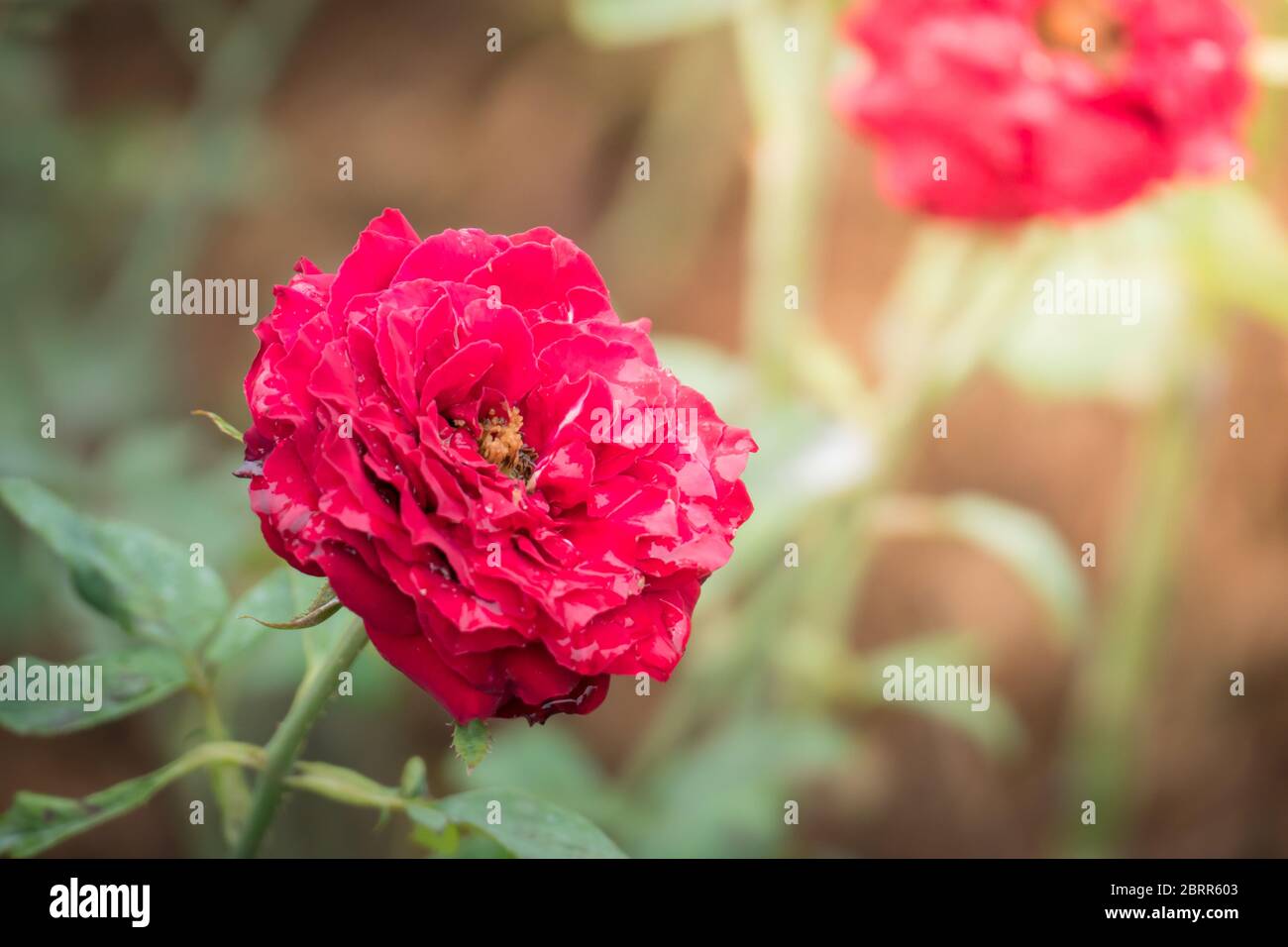 Roses in the garden, Roses are beautiful with a beautiful sunny day ...