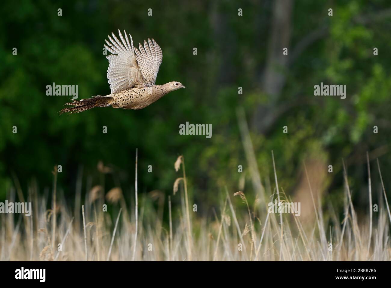 Common pheasant in flight in its natural enviroment Stock Photo - Alamy