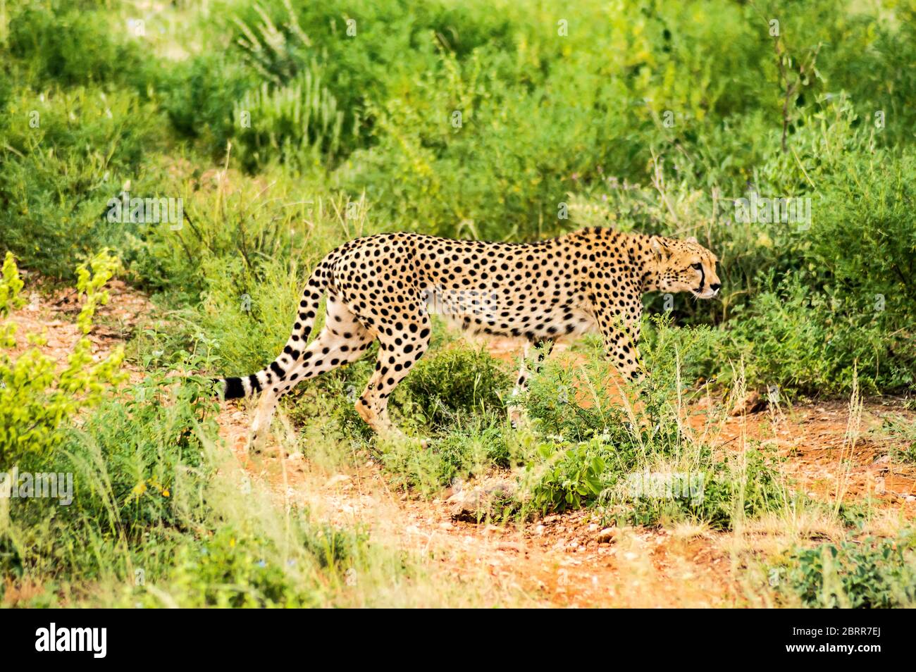 Central cheetahs hi-res stock photography and images - Alamy
