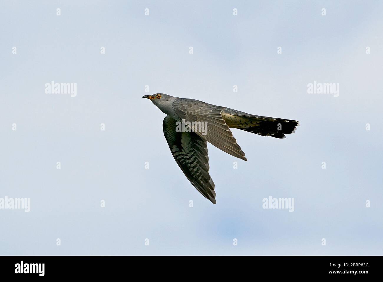 Common cuckoo in flight with blue skies in the background Stock Photo ...