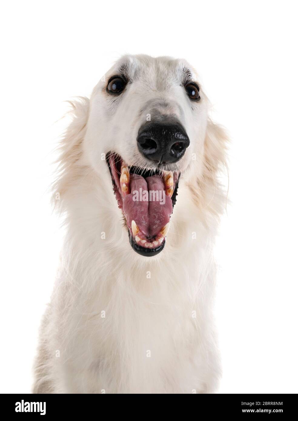 white borzoi in front of white background Stock Photo - Alamy