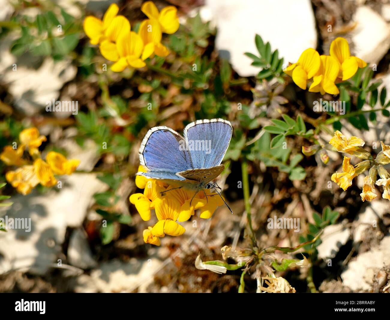 Adonis blue on horseshoe vetch Stock Photo - Alamy