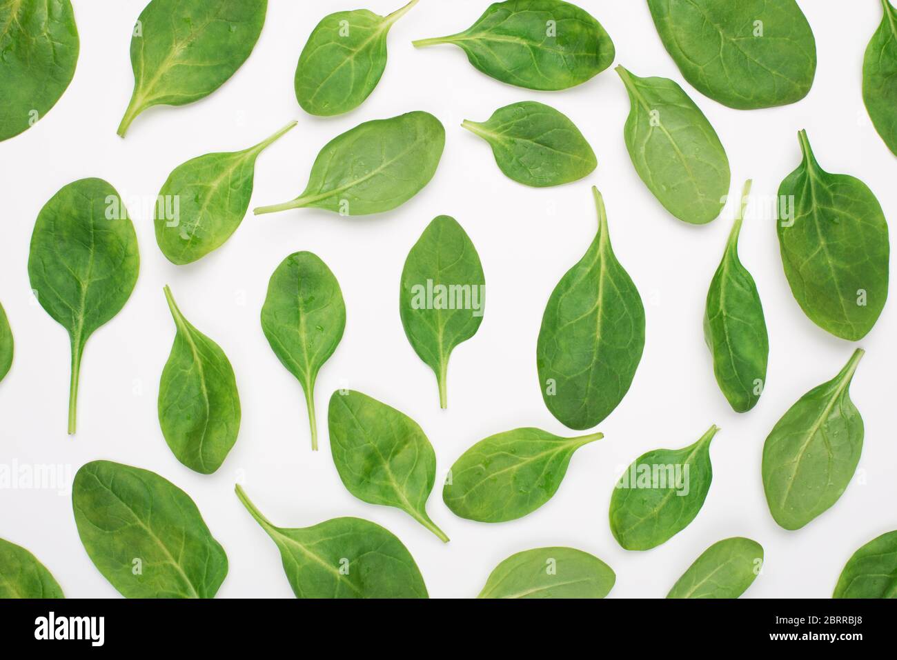 Top above overhead view photo of baby spinach lying in circles isolated ...