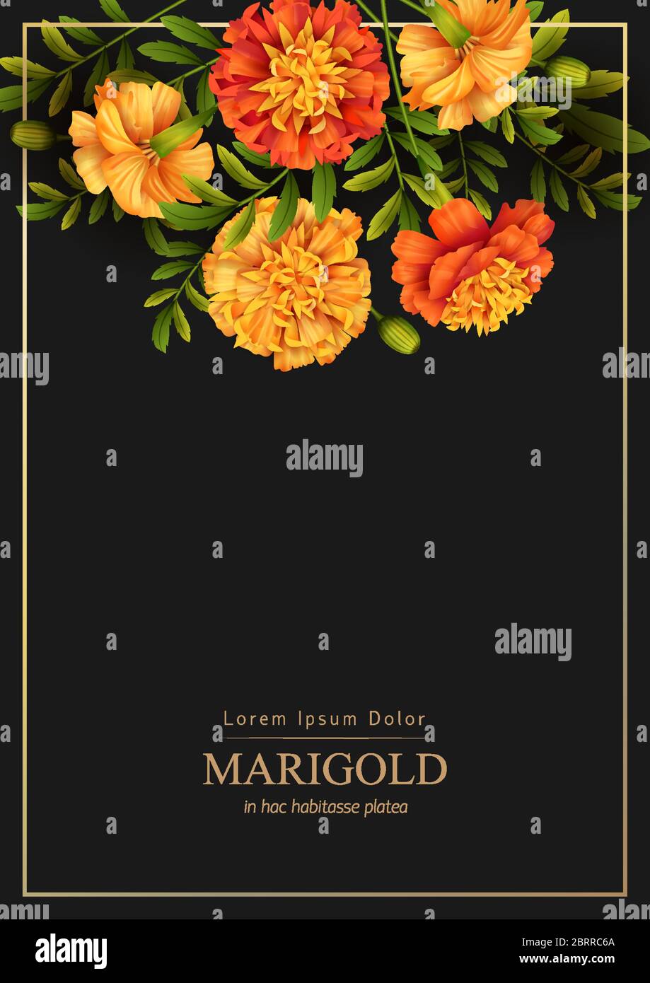 Marigold flower calendula black background hi-res stock photography and ...