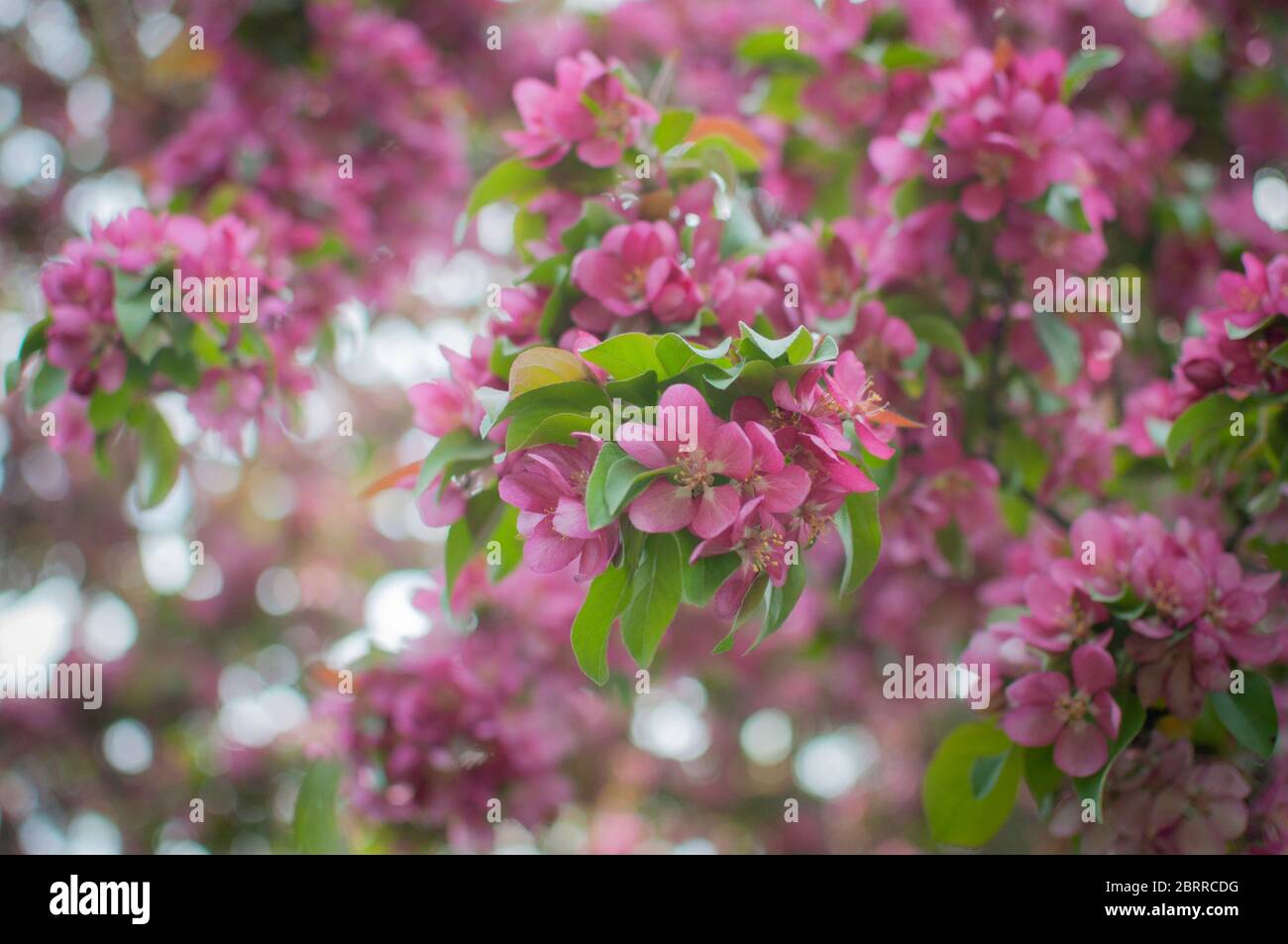 pretty wild flowers Stock Photo - Alamy