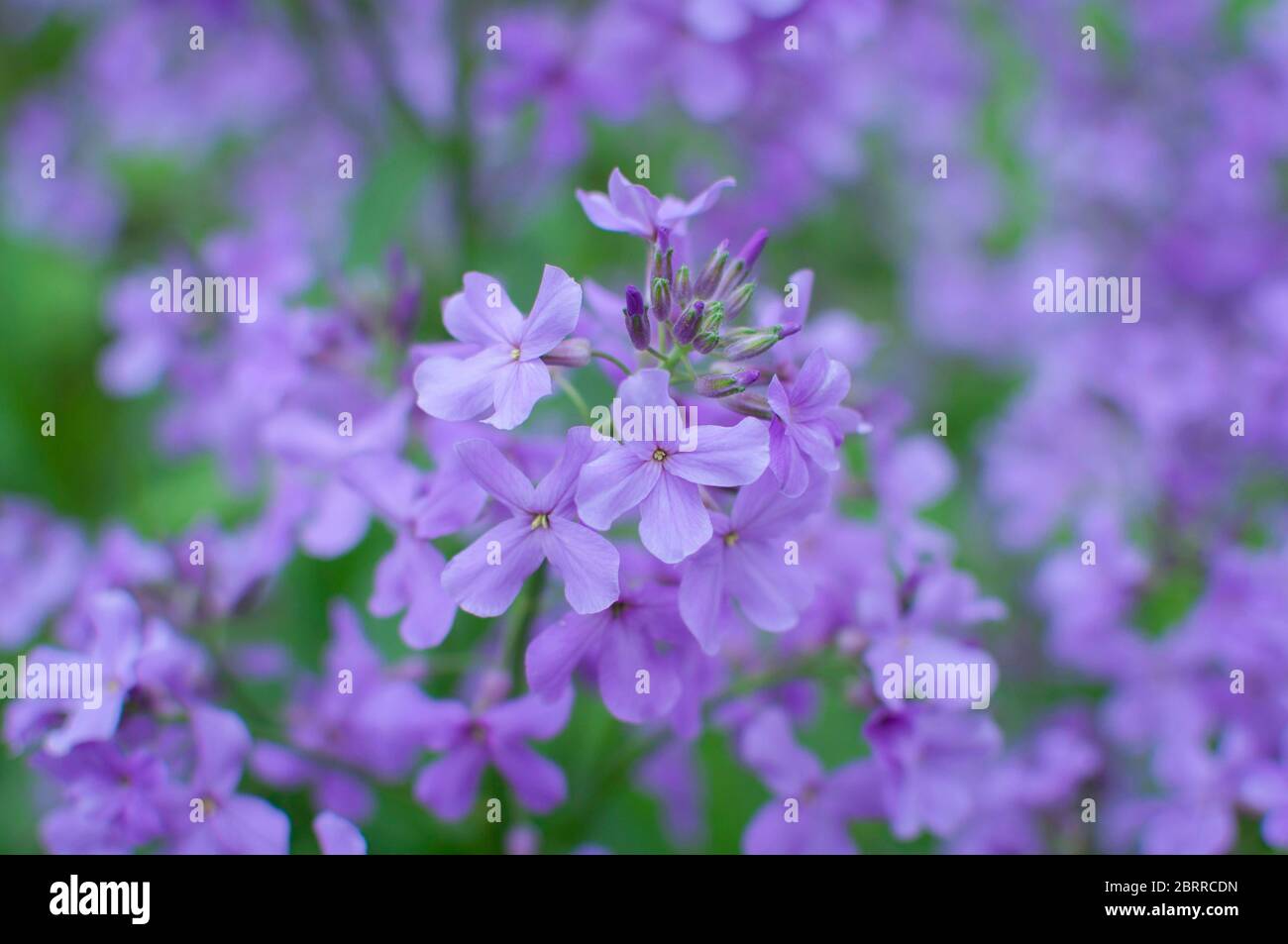 pretty wild flowers Stock Photo - Alamy