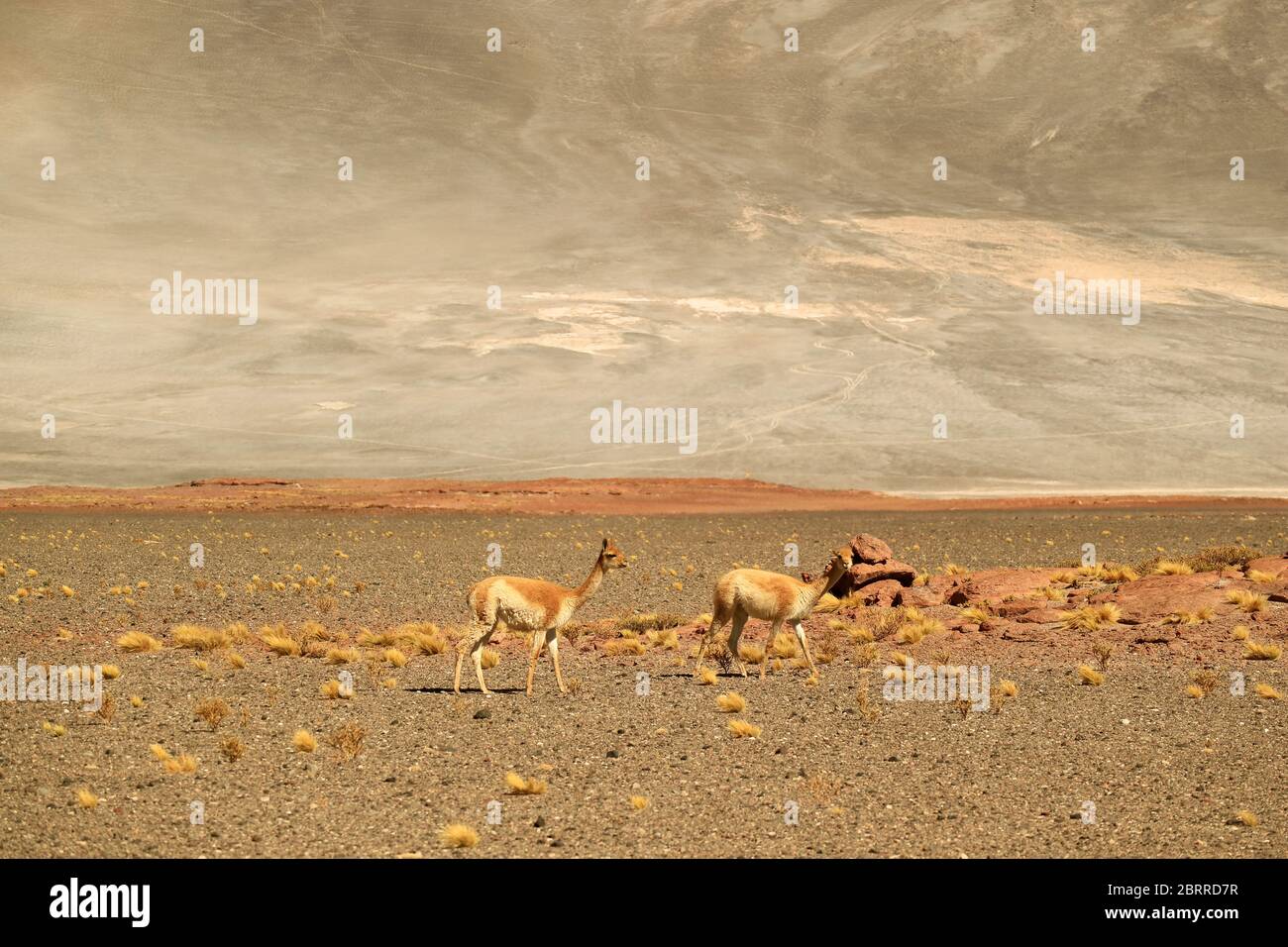 Pair of Wild Vicuna Grazing on the Arid Desert of Los Flamencos ...