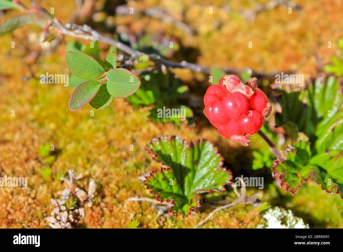 Cloudberry fruits hi-res stock photography and images - Alamy
