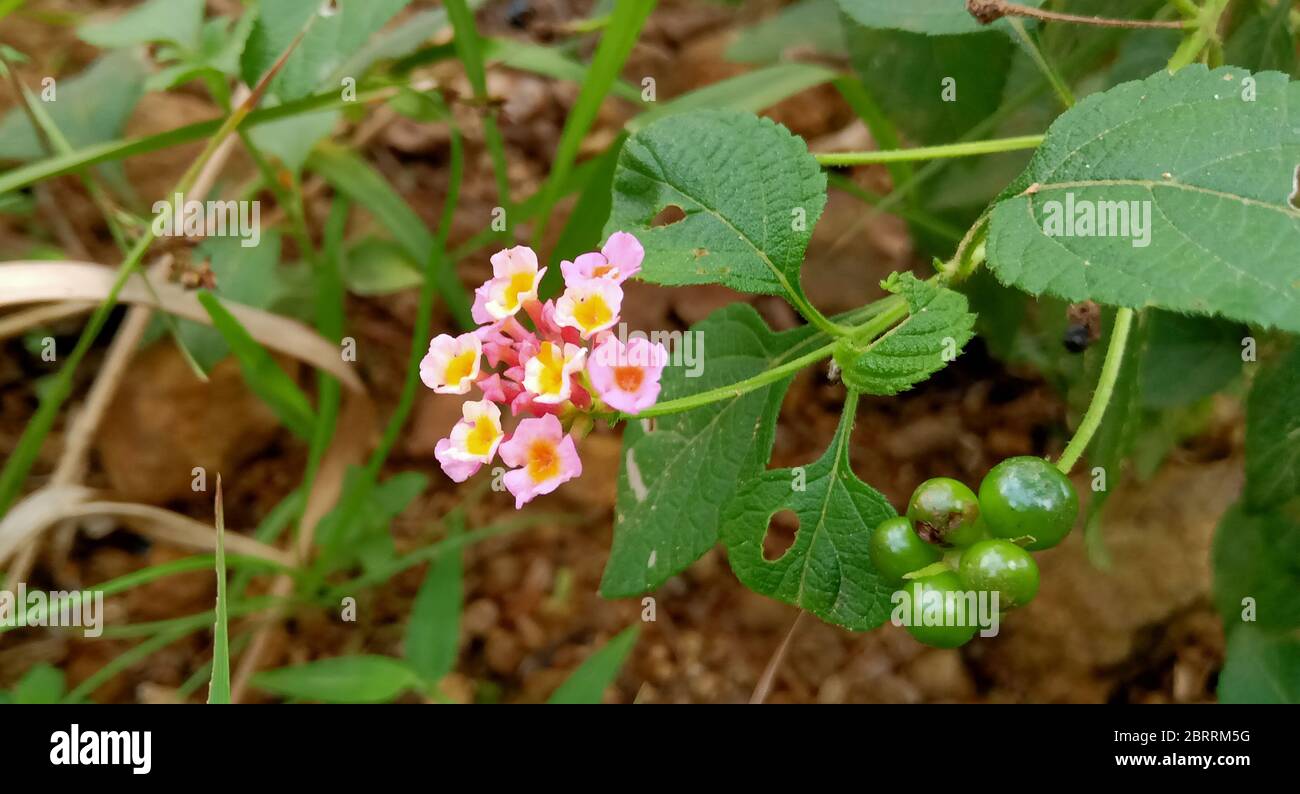 beautiful colorful flower lantana camara plant at the garden Stock ...