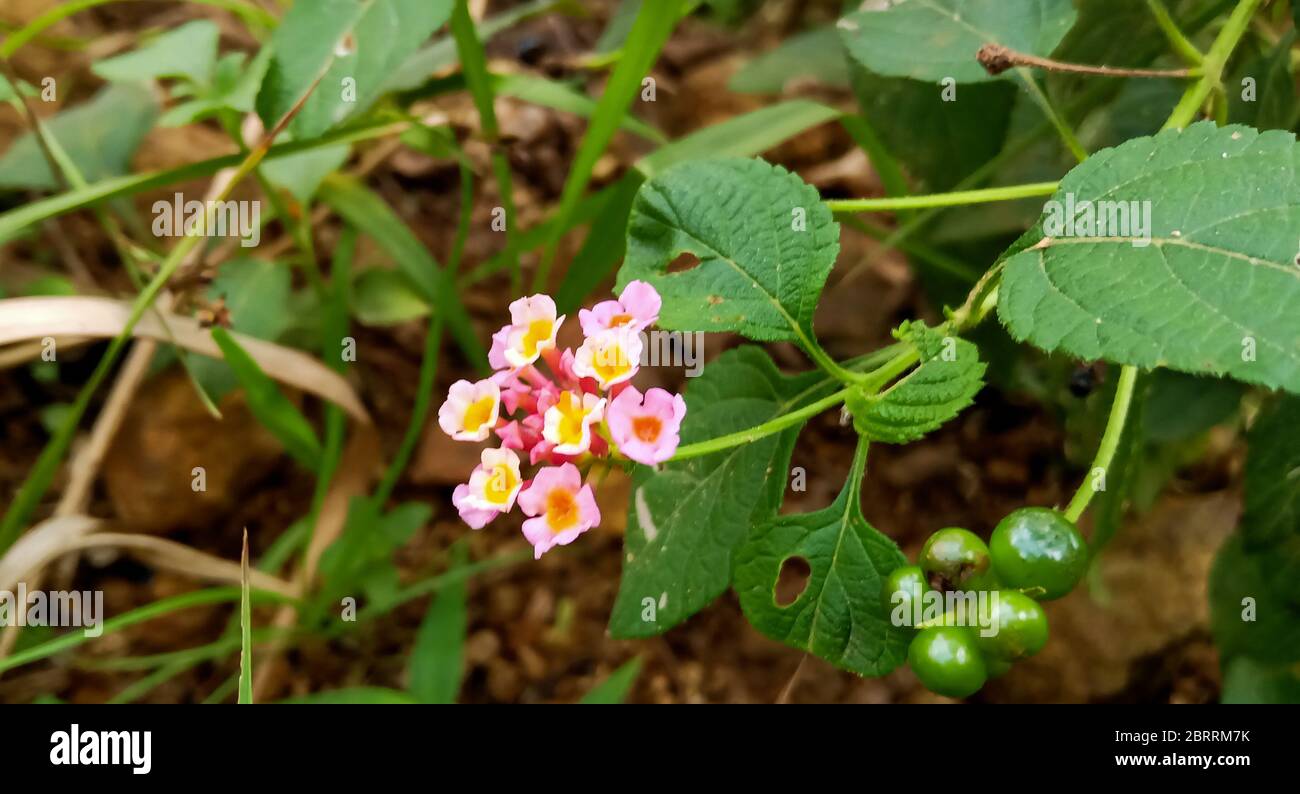 beautiful colorful flower lantana camara plant at the garden Stock ...