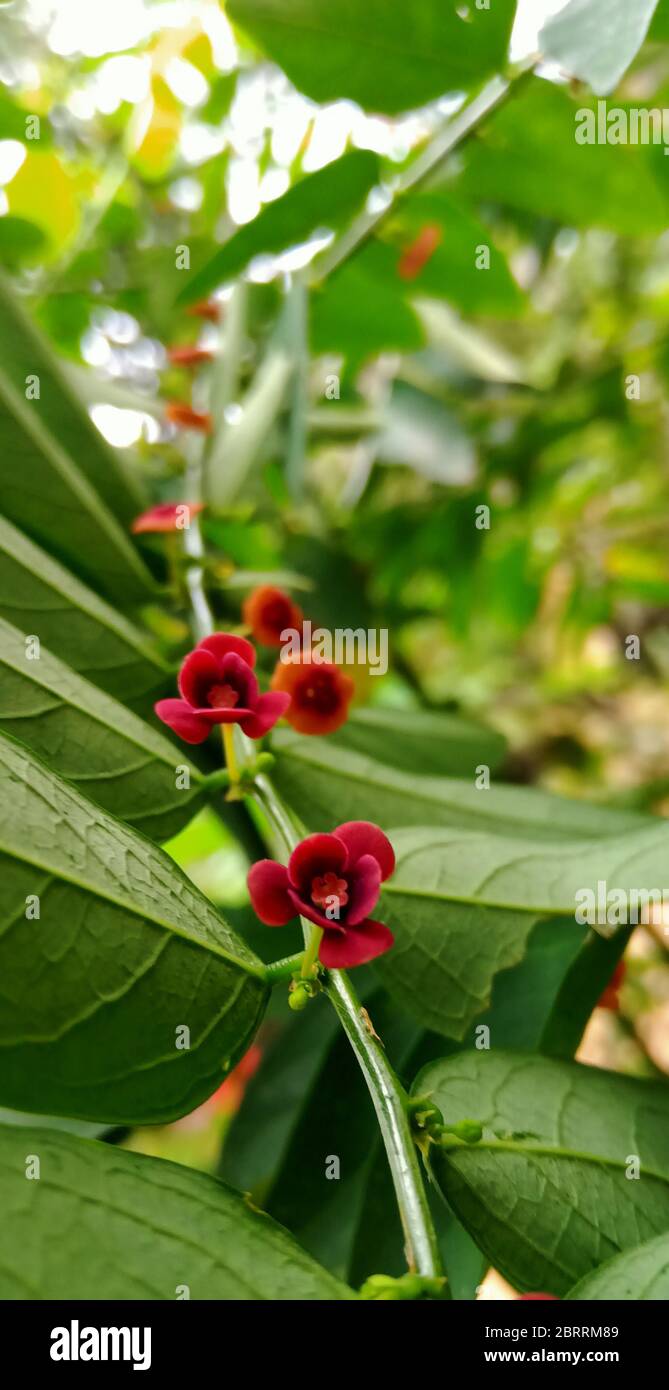 beautiful flower wild plant red color Stock Photo - Alamy