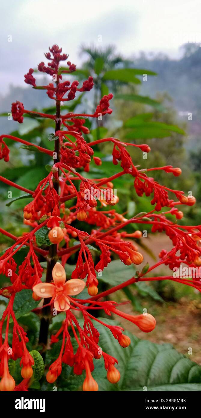 beautiful flower wild plant red color Stock Photo - Alamy