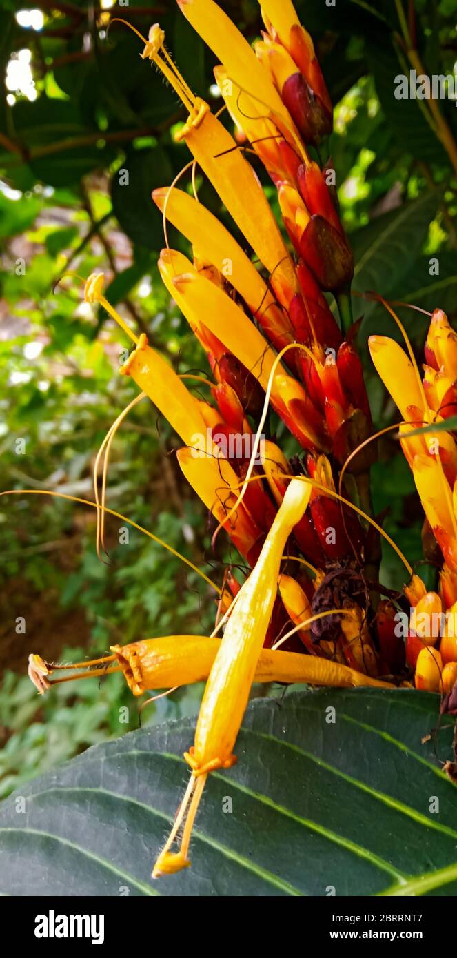 unique wild plant and flower at the forest Stock Photo - Alamy