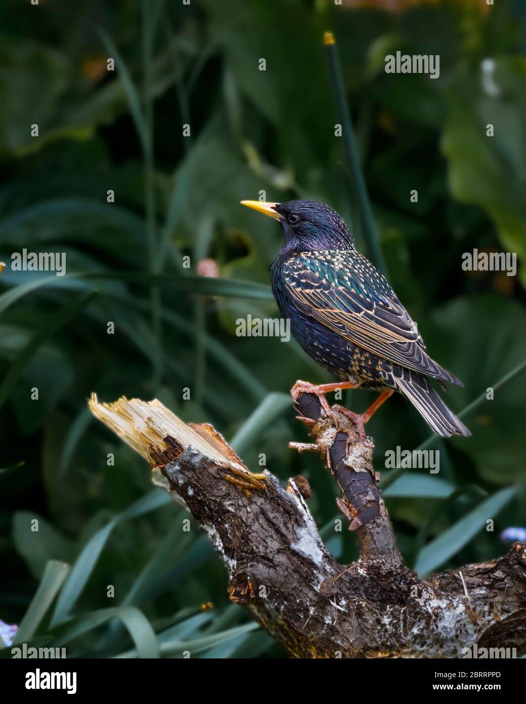 Beautiful shot starling birds hi-res stock photography and images - Alamy