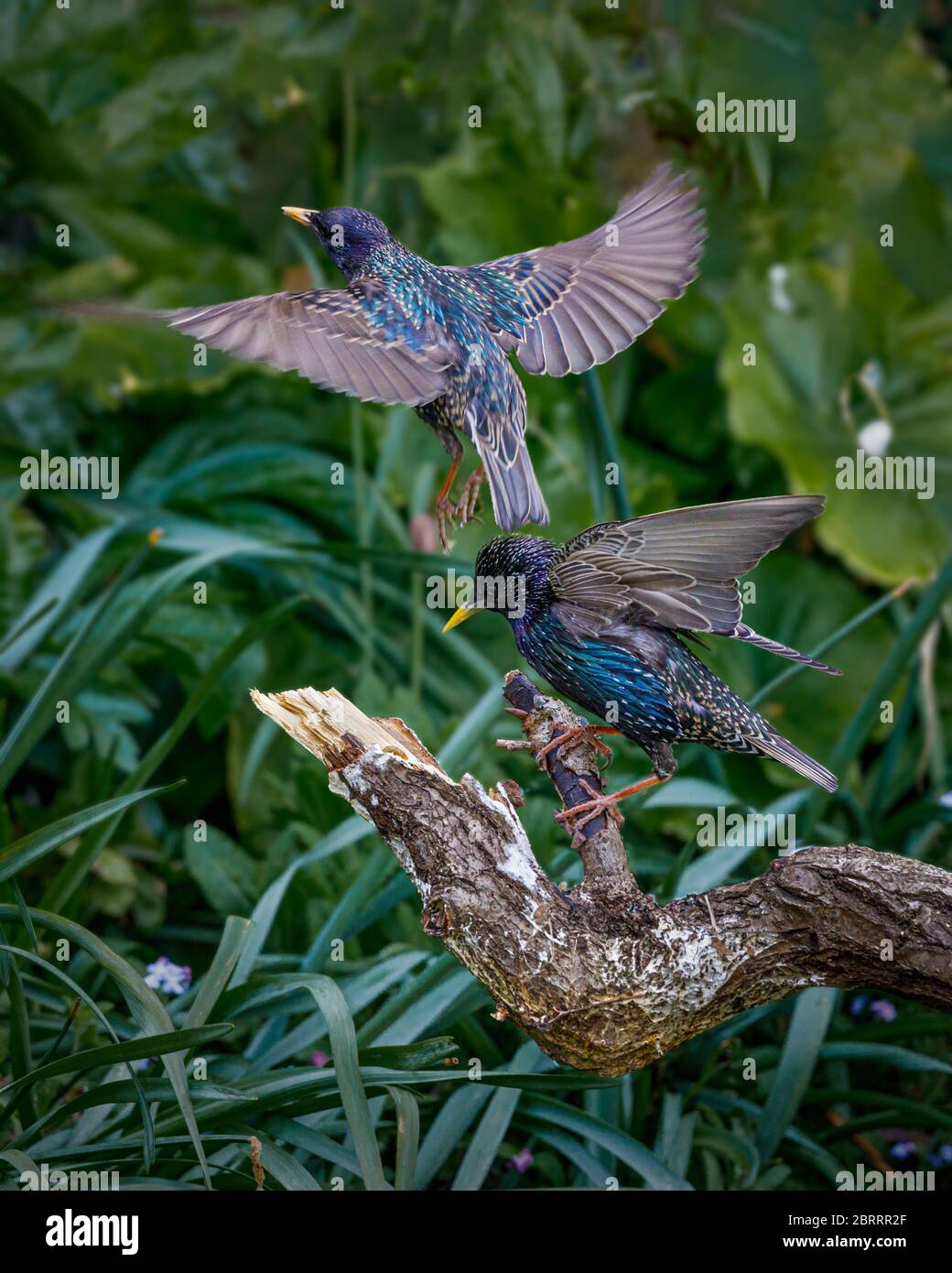 Flying point of view hi-res stock photography and images - Alamy