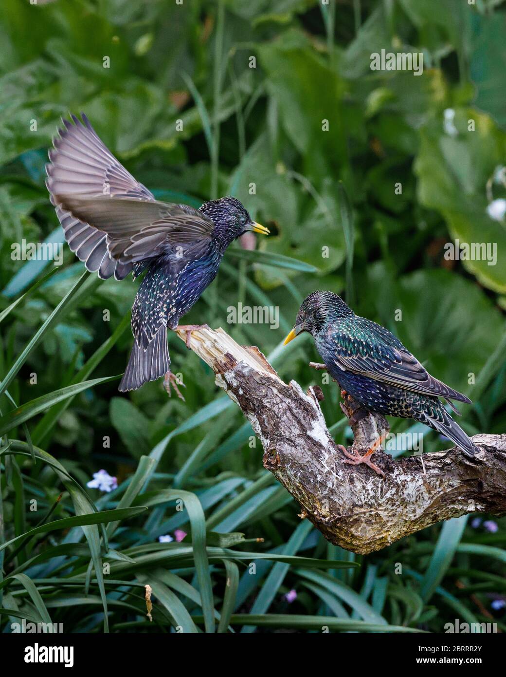 Low flying starling hi-res stock photography and images - Alamy