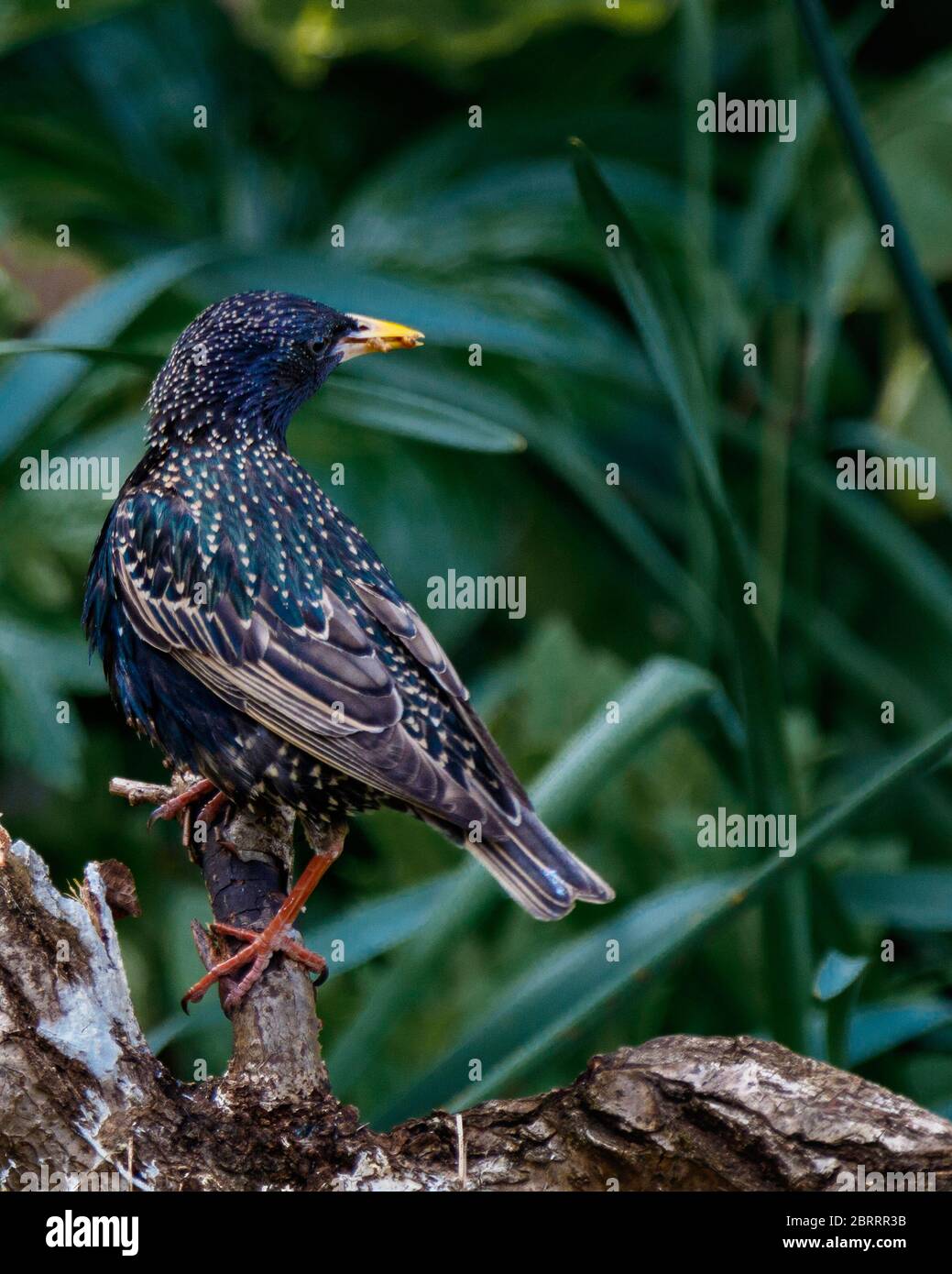 Shot of one starling hi-res stock photography and images - Alamy