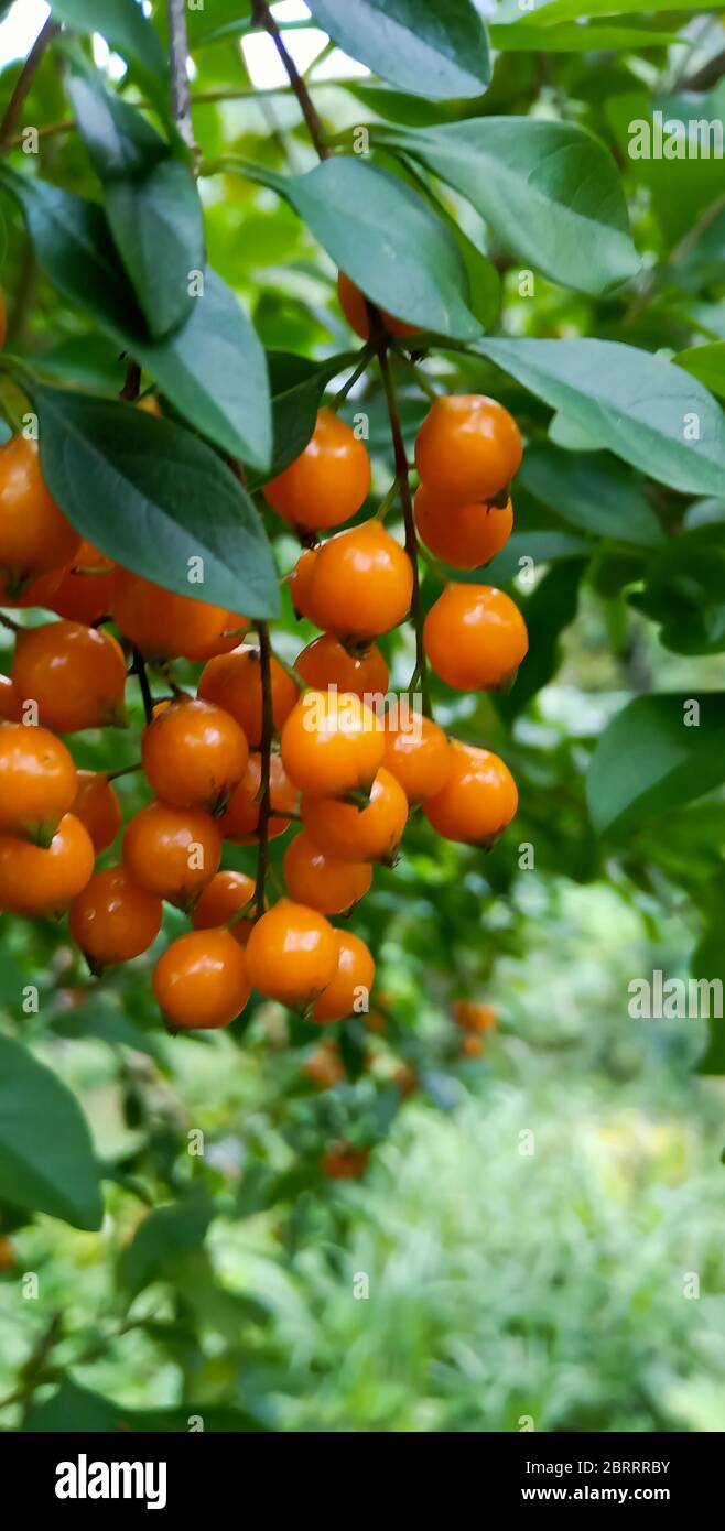 fruit wild plant orange color at the forest Stock Photo - Alamy