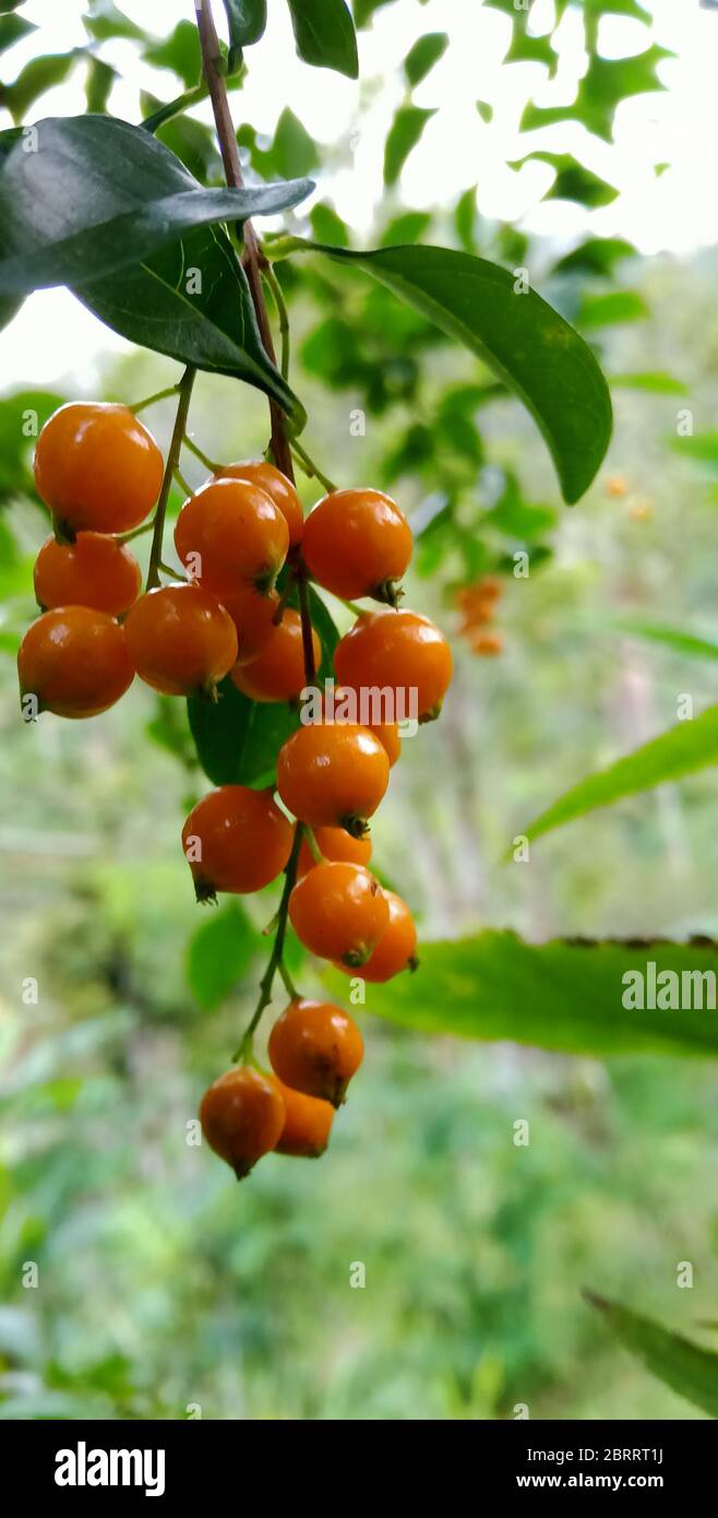 fruit wild plant orange color at the forest Stock Photo - Alamy