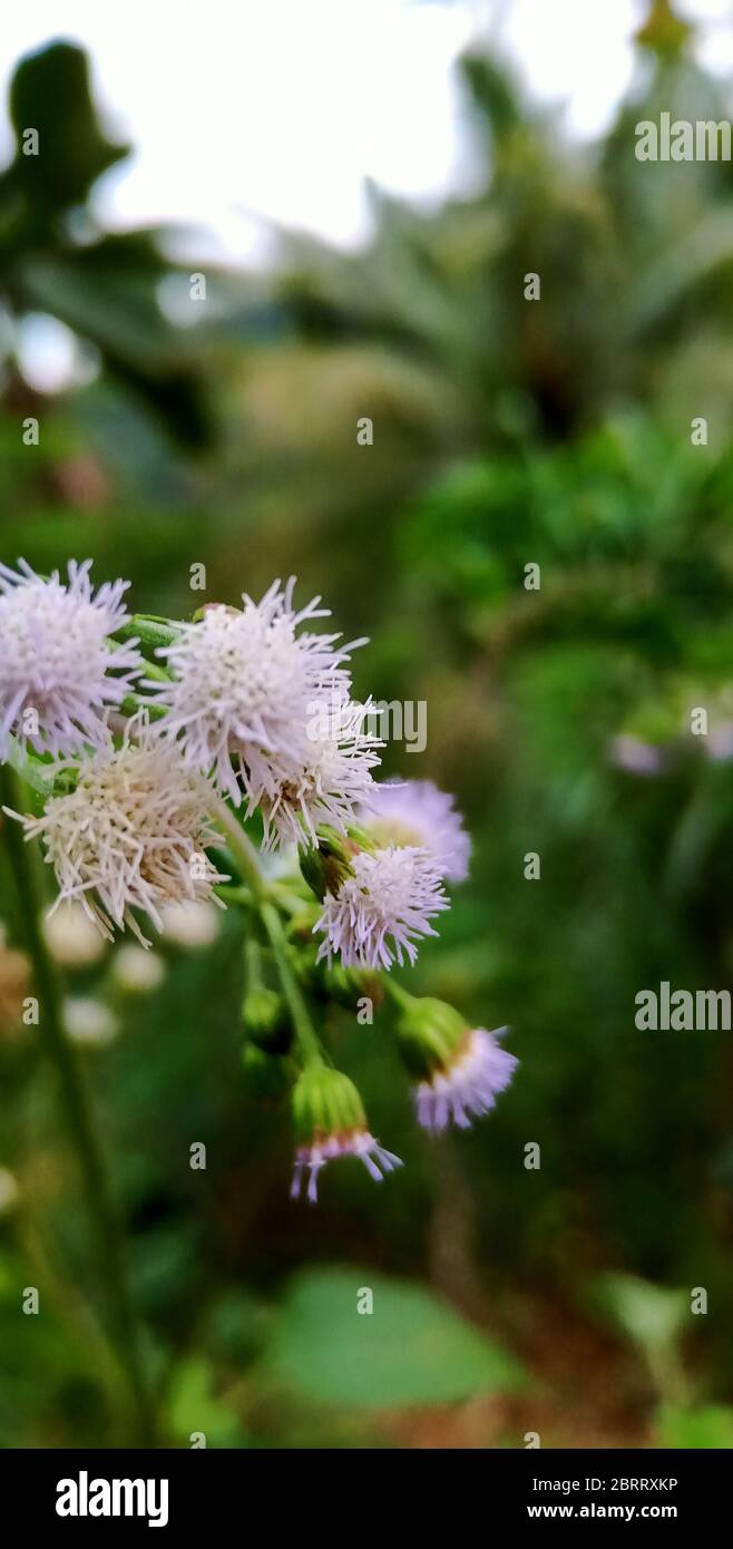 unique wild plant and flower at the forest Stock Photo - Alamy