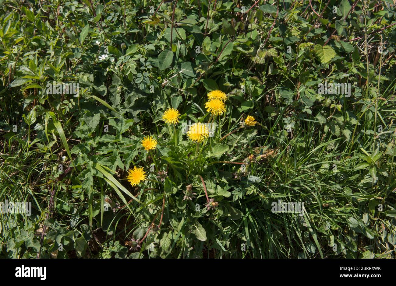 Spring Flowering Bright Yellow Dandelion Wild Flower (Taraxacum ...