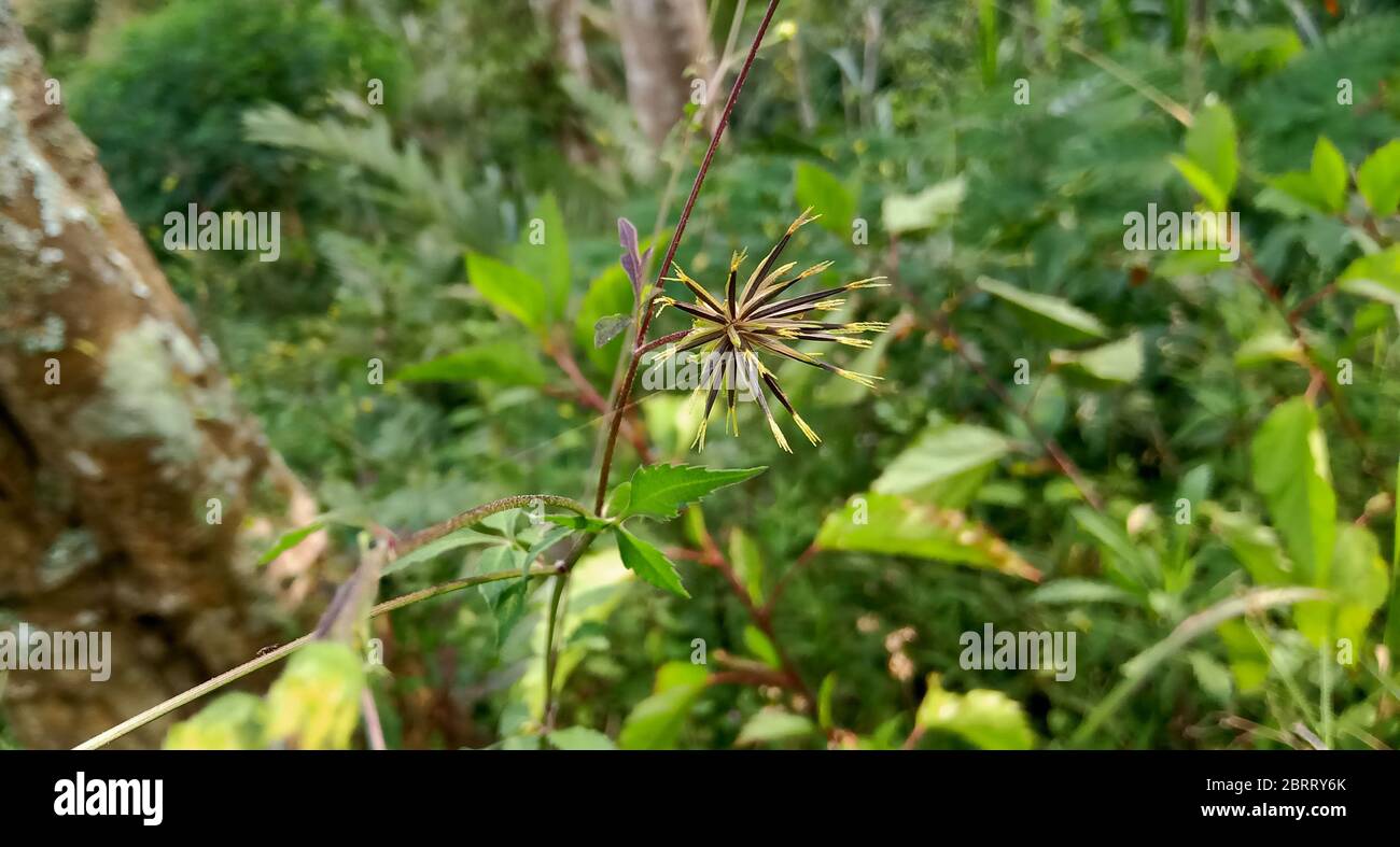 unique wild plant and flower at the forest Stock Photo - Alamy