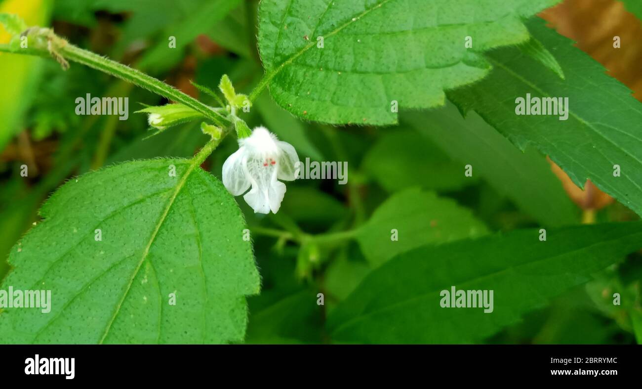 unique wild plant and flower at the forest Stock Photo - Alamy