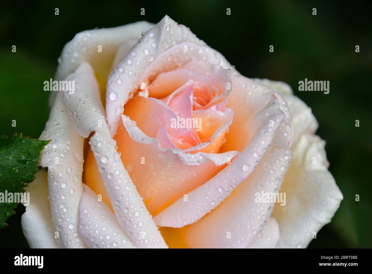 Pale cream hi-res stock photography and images - Alamy