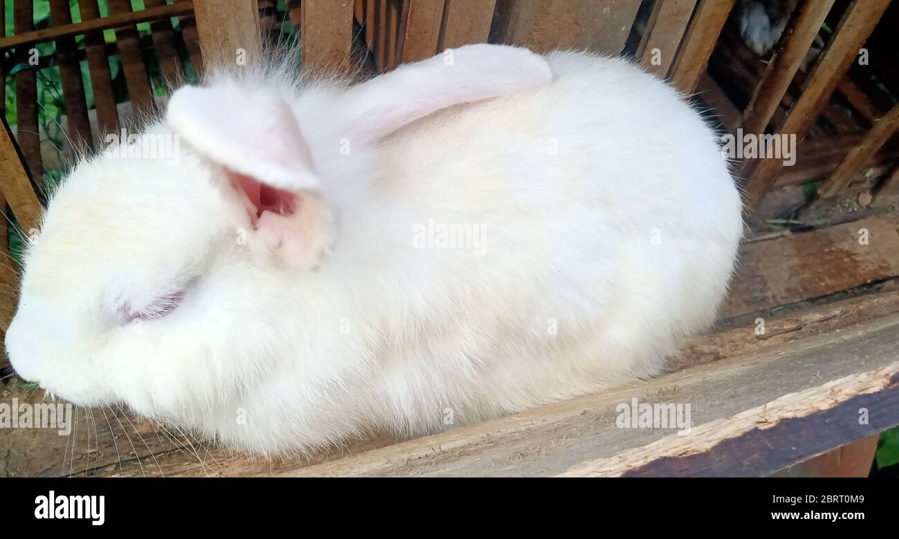 cute white rabbit in a cage Stock Photo - Alamy