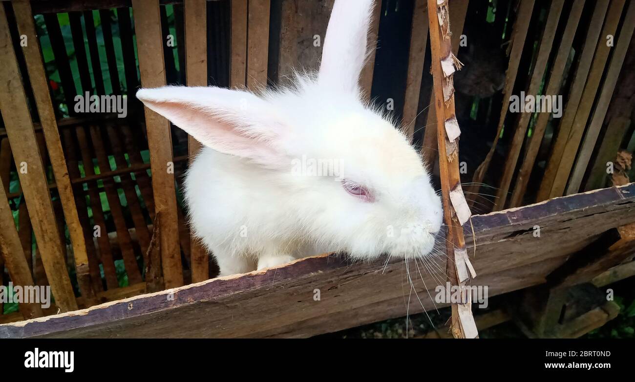 cute white rabbit in a cage Stock Photo - Alamy