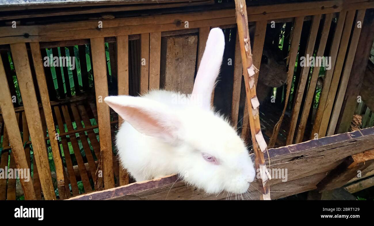 cute white rabbit in a cage Stock Photo - Alamy