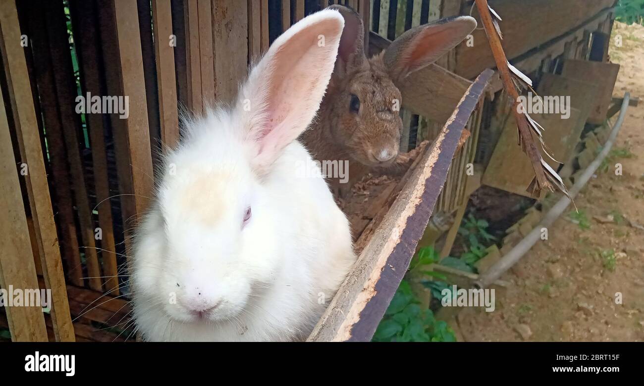 cute white rabbit in a cage Stock Photo - Alamy