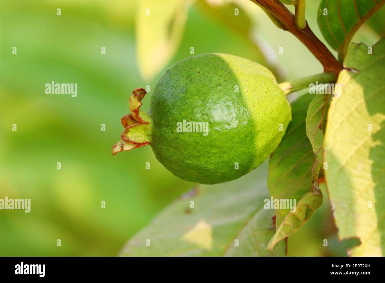 a young green guava fruit growing in shadow and sunlight Stock Photo ...