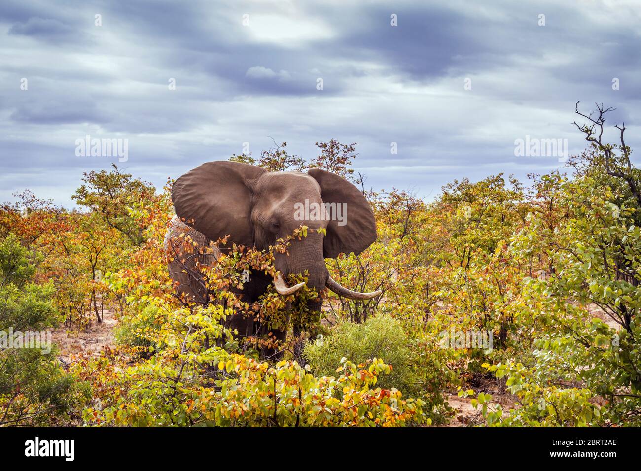 African bush elephant walking in fall color bush in Kruger National ...
