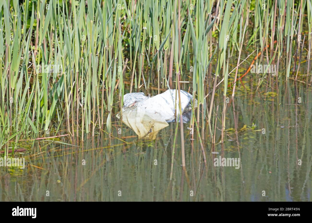 Plastic bag in the water, pollution in the small river Stock Photo - Alamy