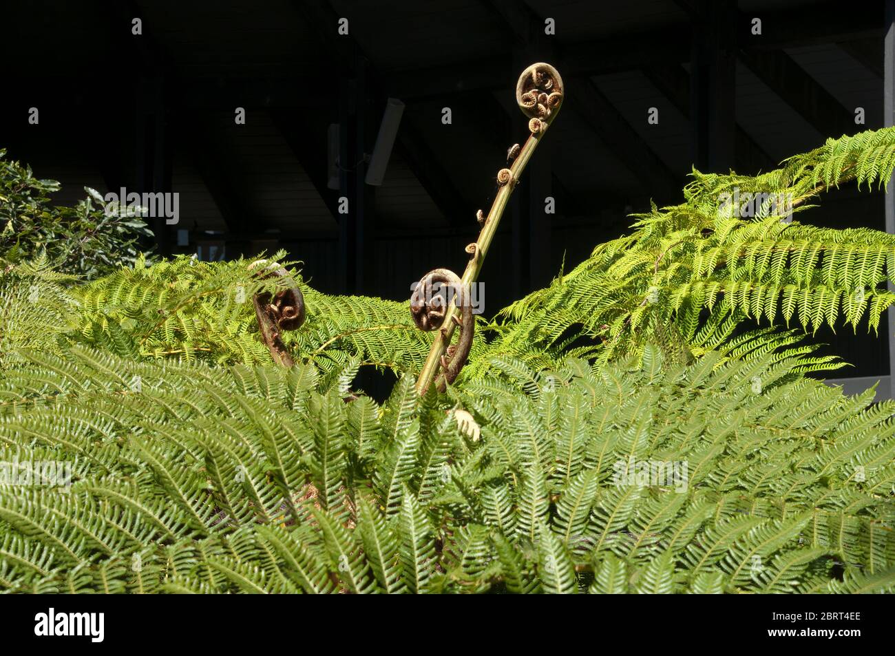 Sydney Australia, unfurling fronds of a dicksonia fern tree Stock Photo ...