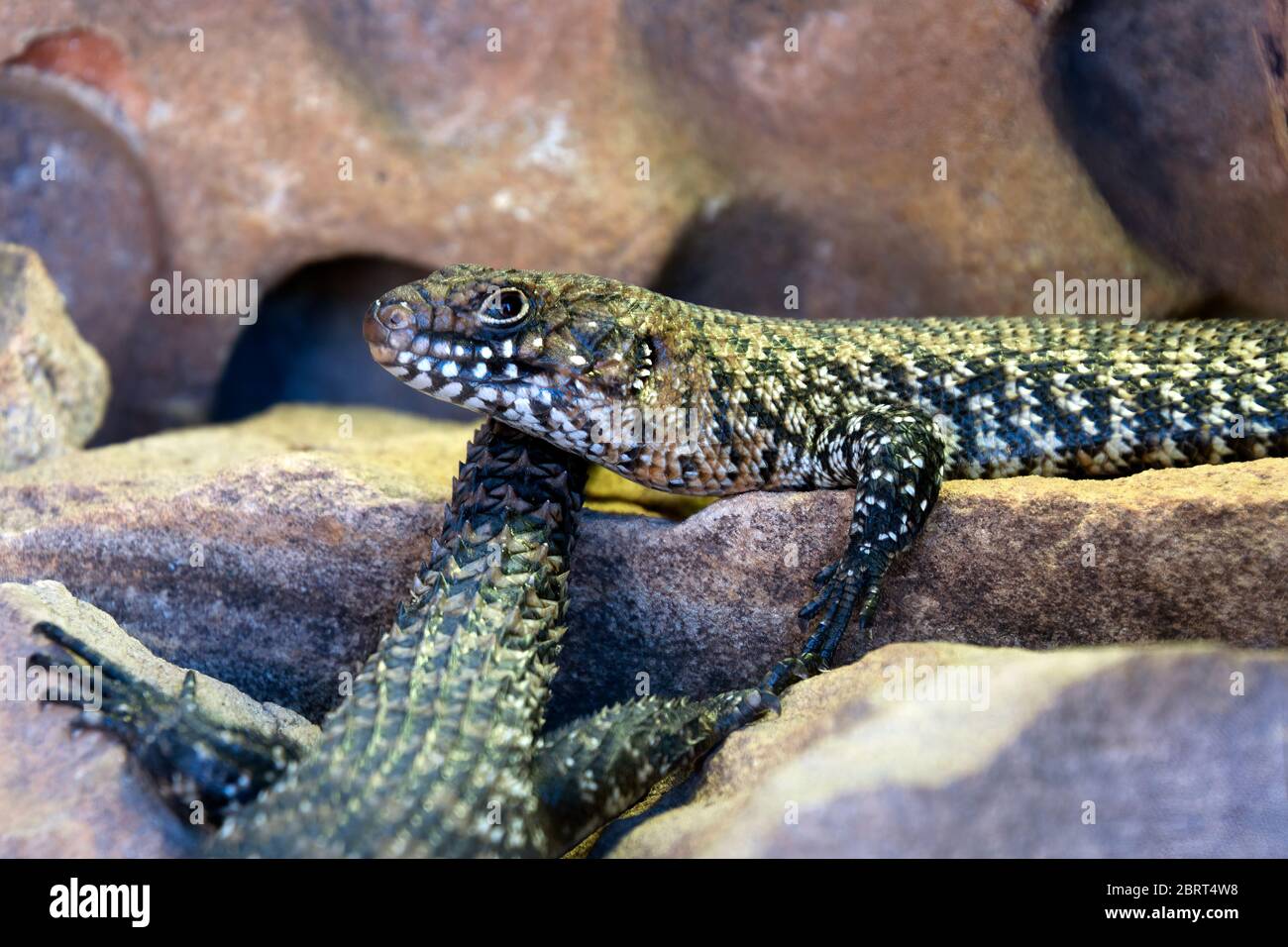 Spiny tailed australian skink hi-res stock photography and images - Alamy