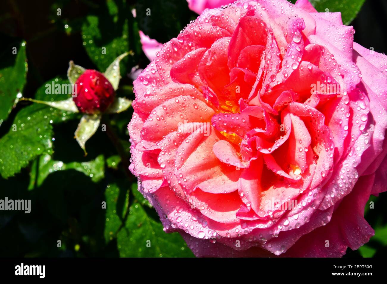 Rosebud close up hi-res stock photography and images - Alamy