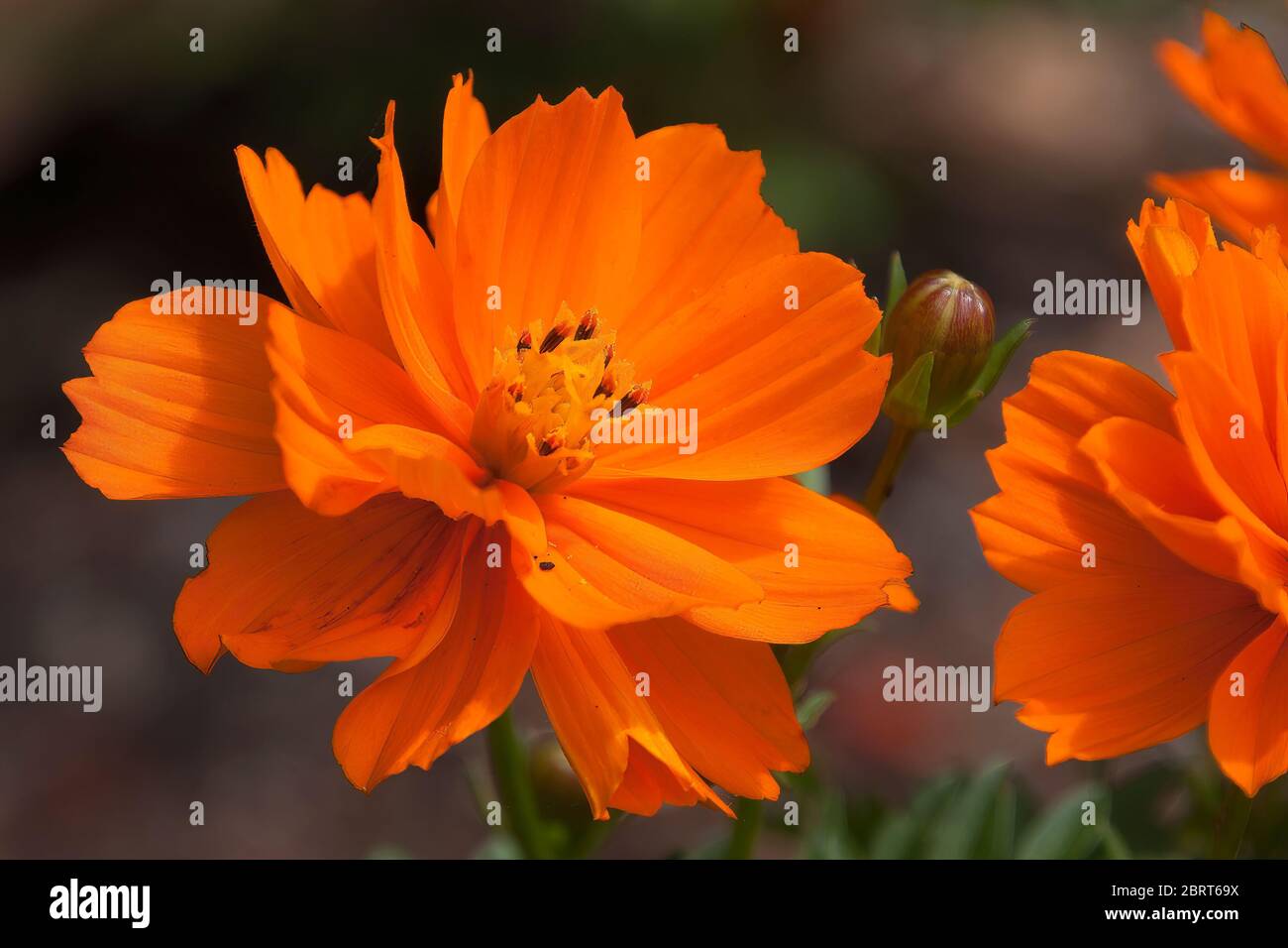 Sydney Australia, Close-up on an orange coreopsis flower Stock Photo ...