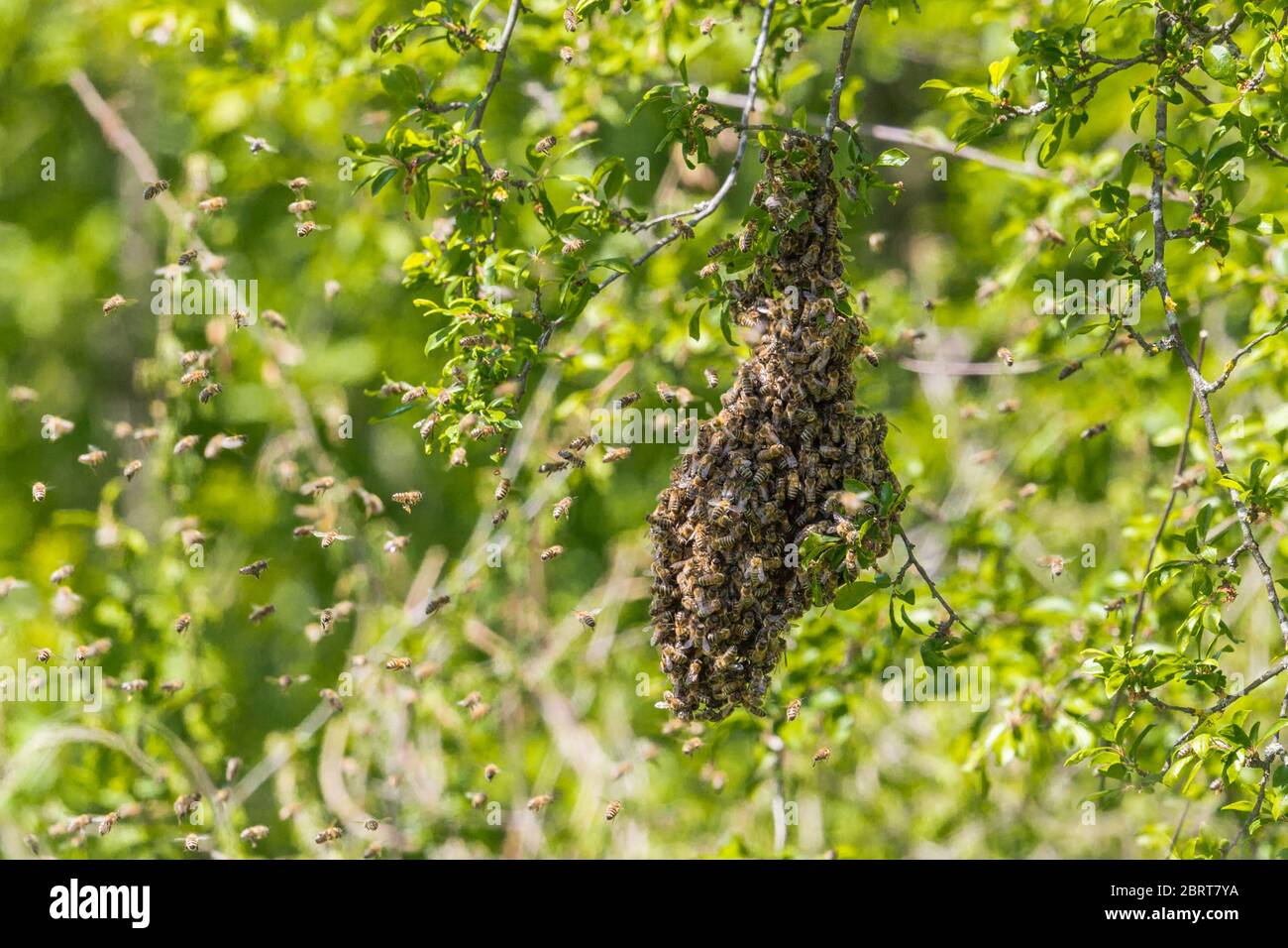 honey bee colony hanging on branch in green tree Stock Photo - Alamy