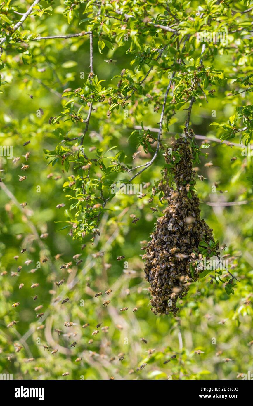 close view bee colony swarm hanging in green tree Stock Photo - Alamy