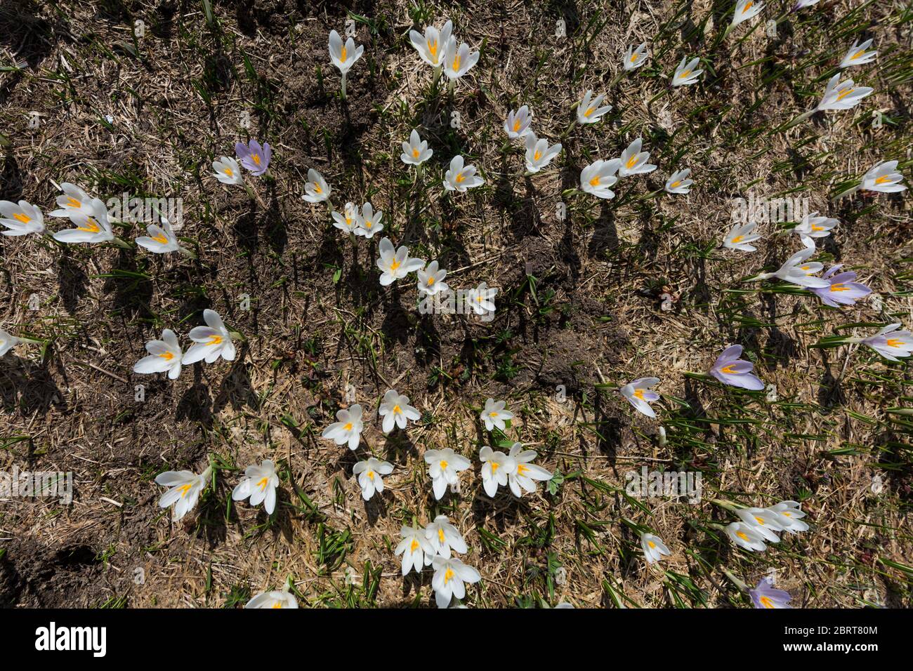 Blooming crocus flower hi-res stock photography and images - Alamy