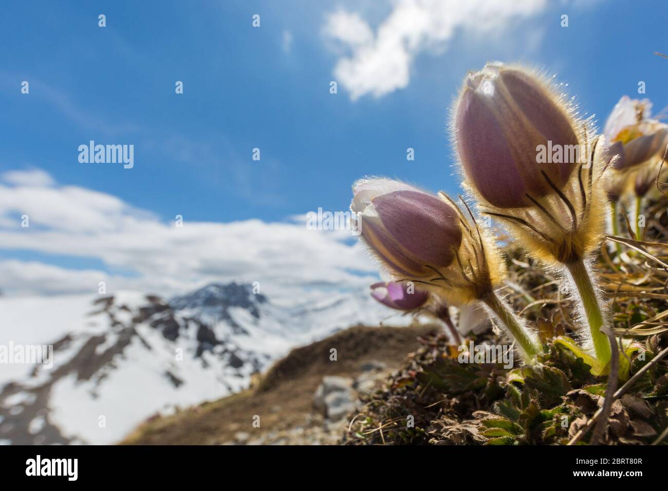 close view alpine anemone (pulsatilla alpina) with snowcapped mountains ...