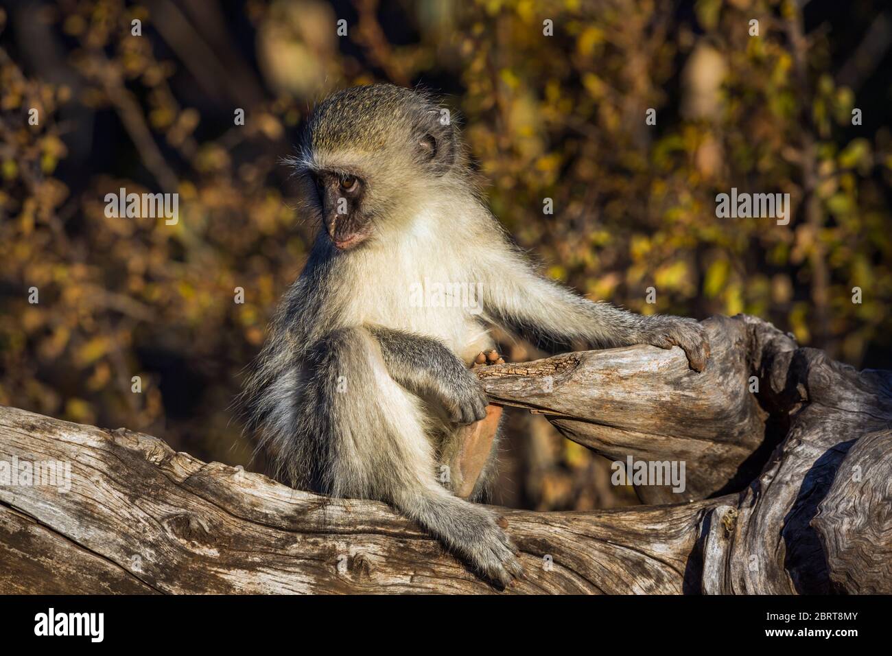 Cute young Vervet monkey sitting on stump in Kruger National park ...