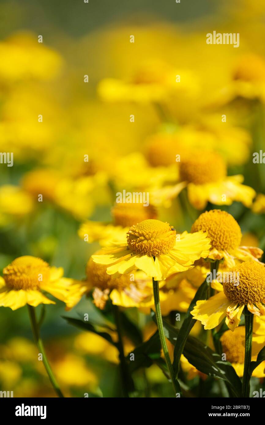 Helenium hi-res stock photography and images - Alamy