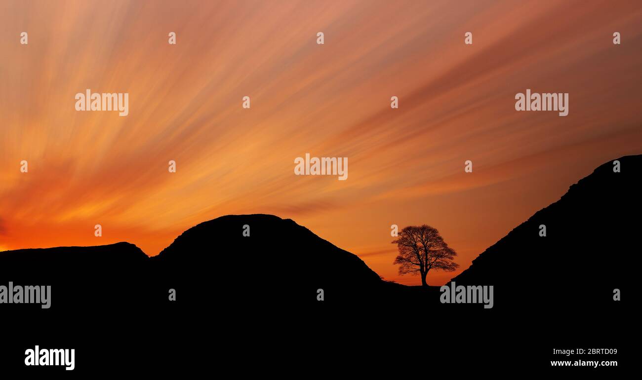 Sycamore Gap lone tree at sunset at Adrians Wall in Northumberland ...