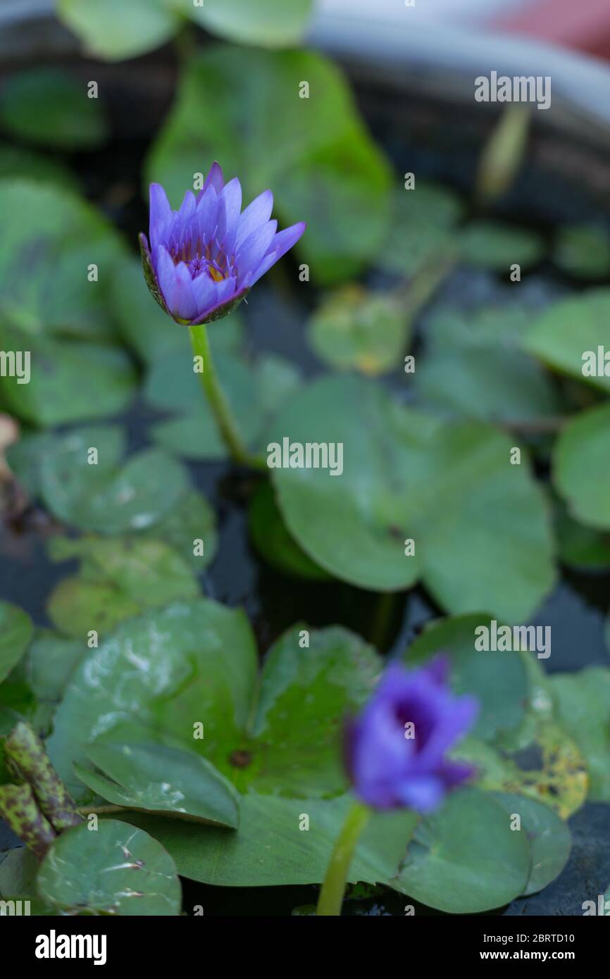 beautiful lotus flower is complimented water surface Stock Photo - Alamy