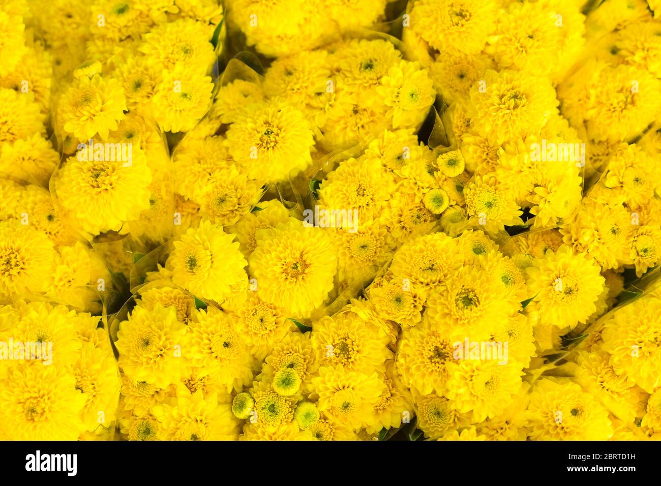 Fresh yellow flower background with dew props, beautiful nature concept ...